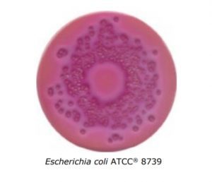 Gélose VRBG ou VRBD 500 g MERCK - La Boutique en ligne